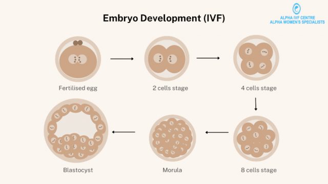 Embryo Development: Stages of embryo growth with IVF